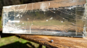 Most Powerful 22 Mag Ammo | Best Bets for Self-Defense & Hunting