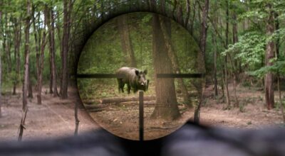 Best Caliber for Hog Hunting | What's Your Best Shot?