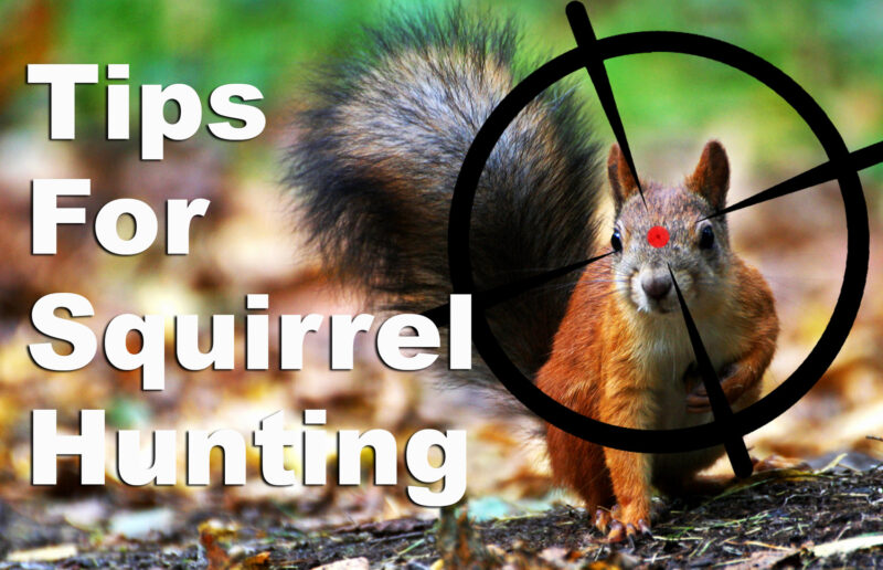 9 Easy to Follow Squirrel Hunting Tips for Success